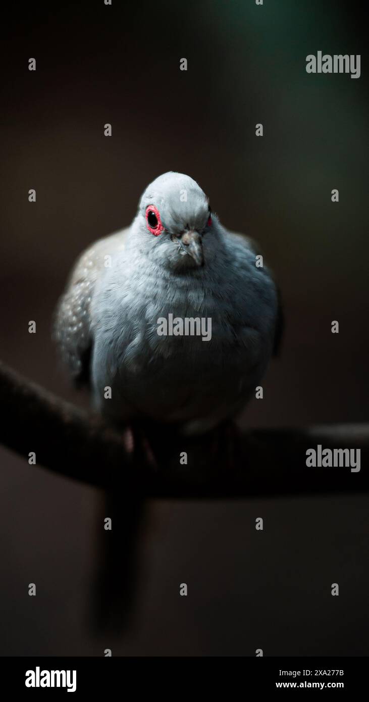A diamond striped dove (Geopelia cuneata) on a branch with red eyes ...
