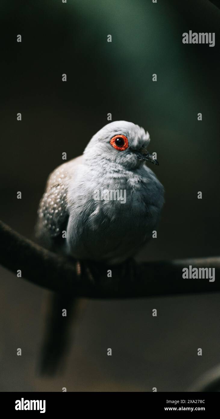 A diamond striped dove (Geopelia cuneata) on a branch with red eyes ...