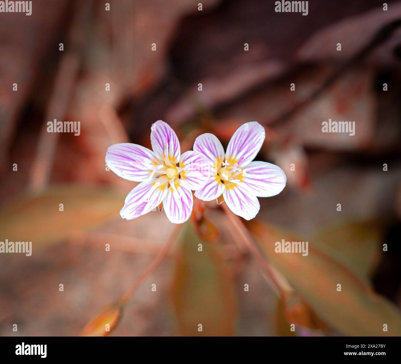 A close-up of a pair of spring beauty flowers in the forest Stock Photo ...