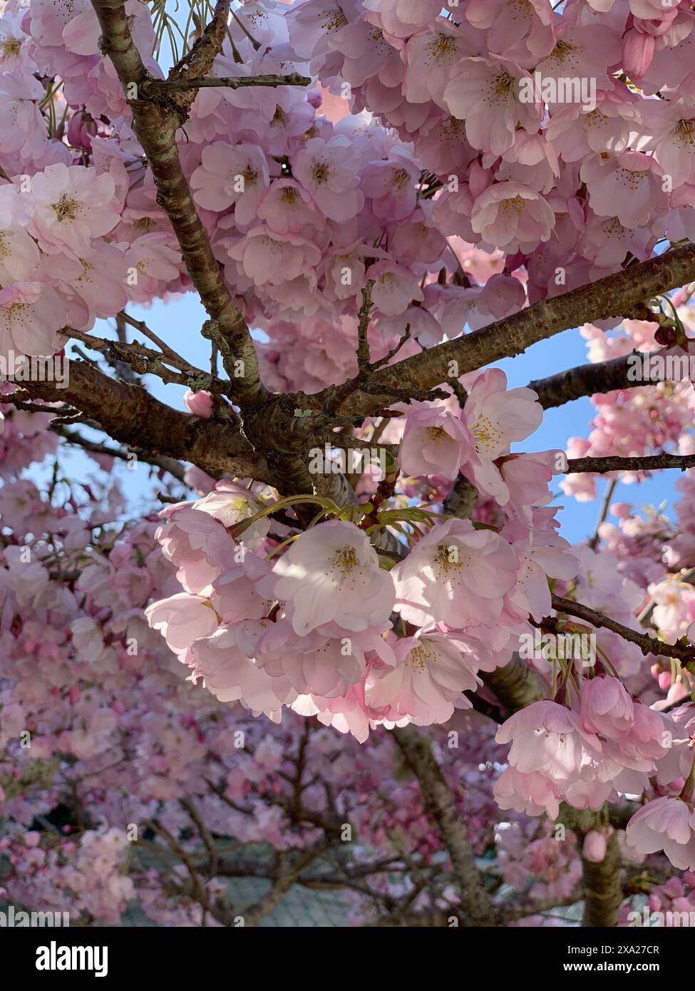 Close up cherry tree hi-res stock photography and images - Alamy