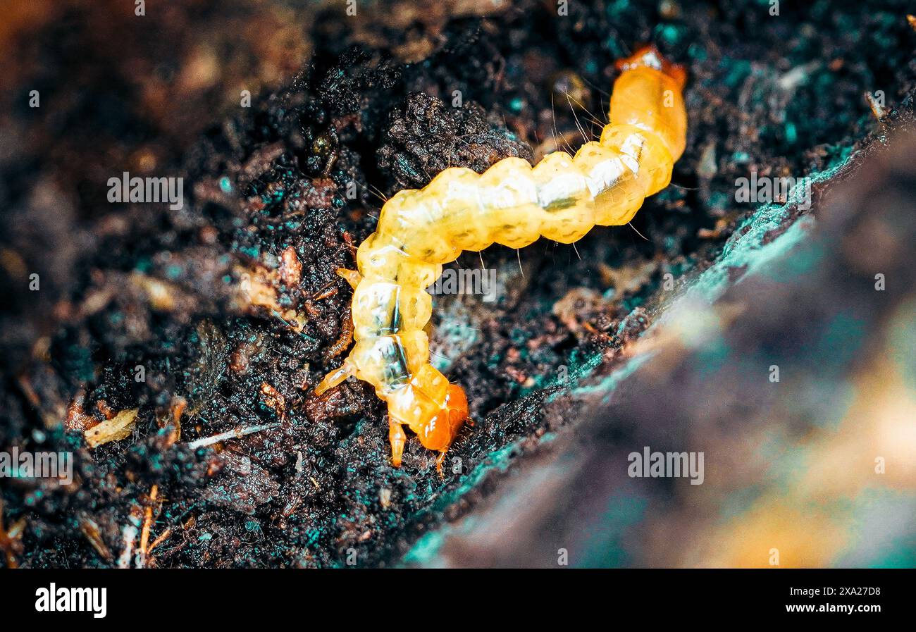 A macro shot of fire-colored beetle larvae Stock Photo - Alamy