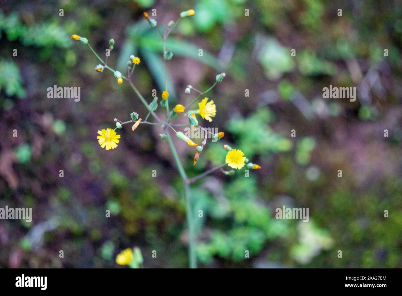 Youngia japonica, commonly called Oriental false hawksbeard. The plant ...