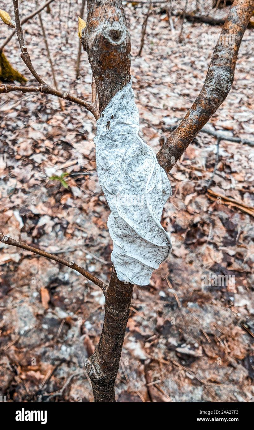 A leaf made into a cocoon wrapped around a branch, made by a ...