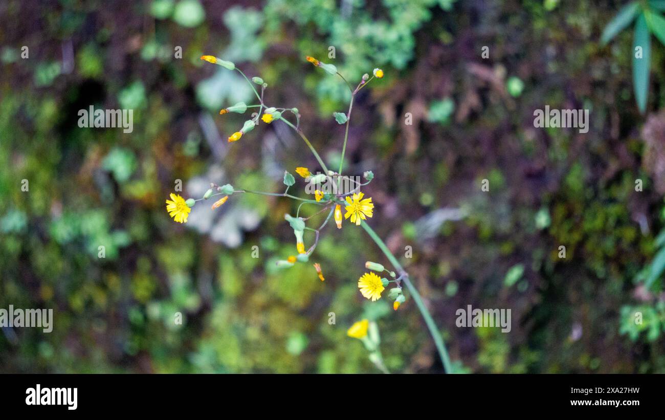Youngia japonica, commonly called Oriental false hawksbeard. The plant ...