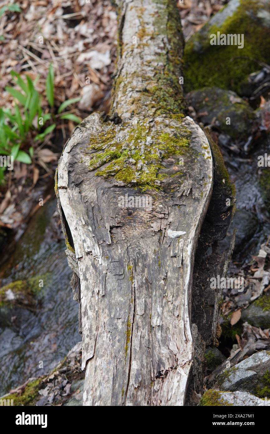 A unique fallen tree in the forest with an unusual shape Stock Photo ...