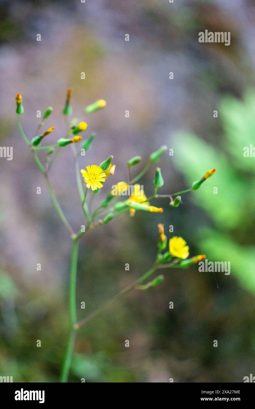 Youngia japonica, commonly called Oriental false hawksbeard. The plant ...