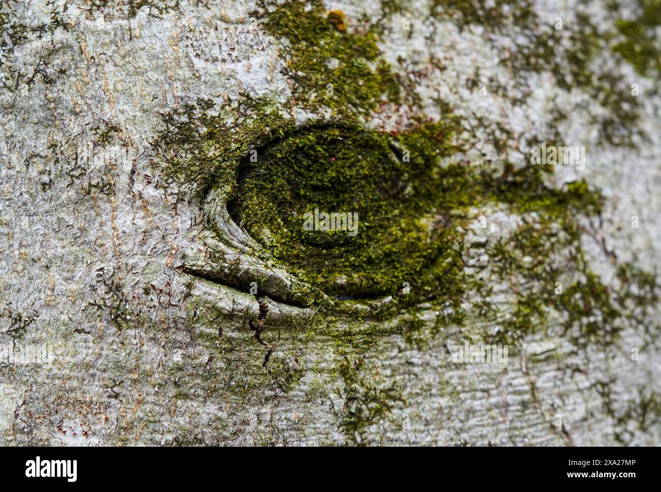 A tree knot covered in moss, creating a natural background Stock Photo ...