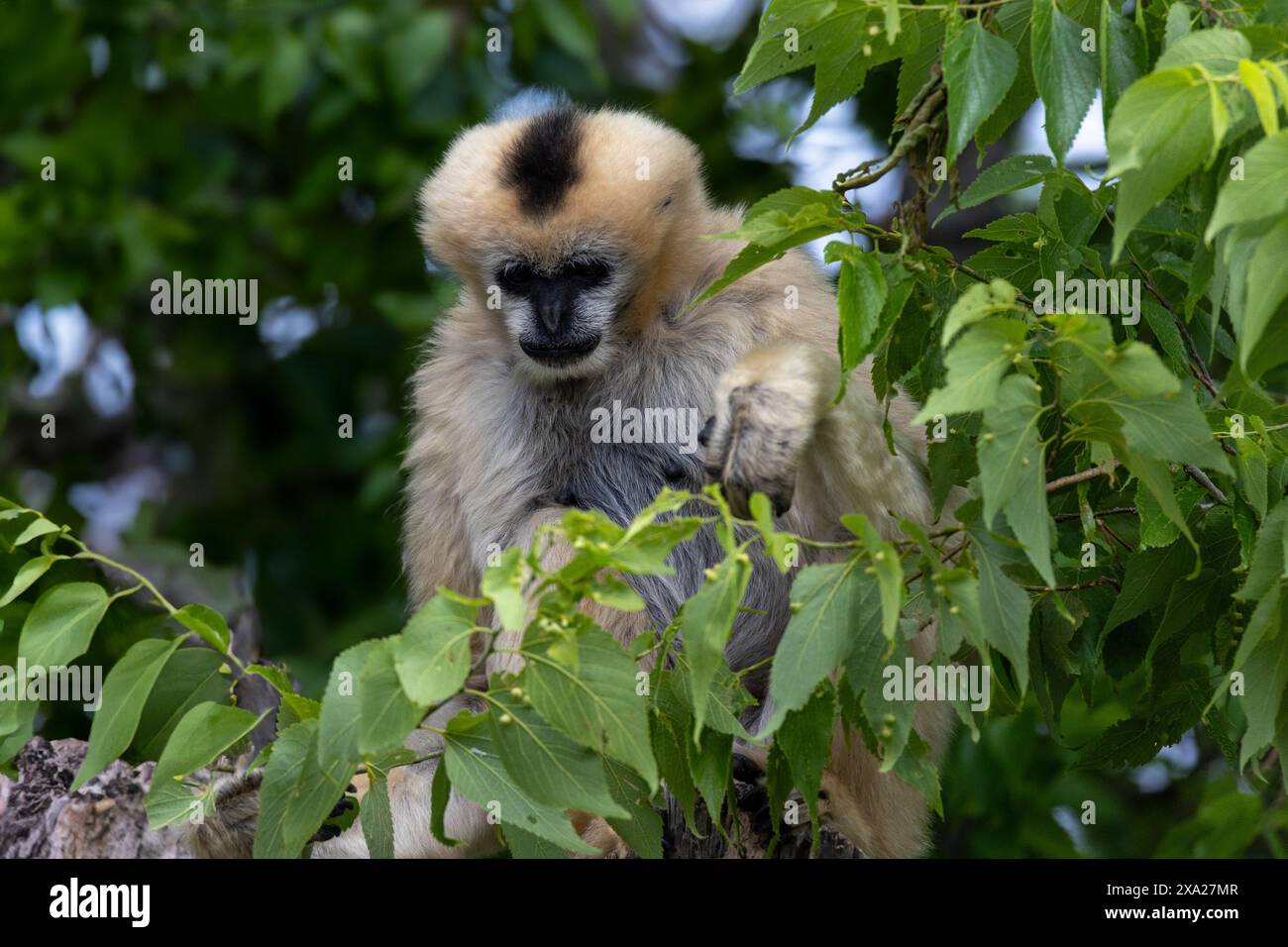 Endemic primate habitat hi-res stock photography and images - Alamy