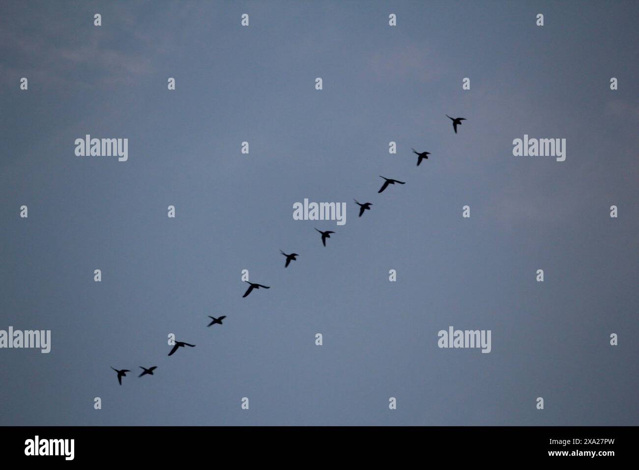 Feathered formation hi-res stock photography and images - Alamy