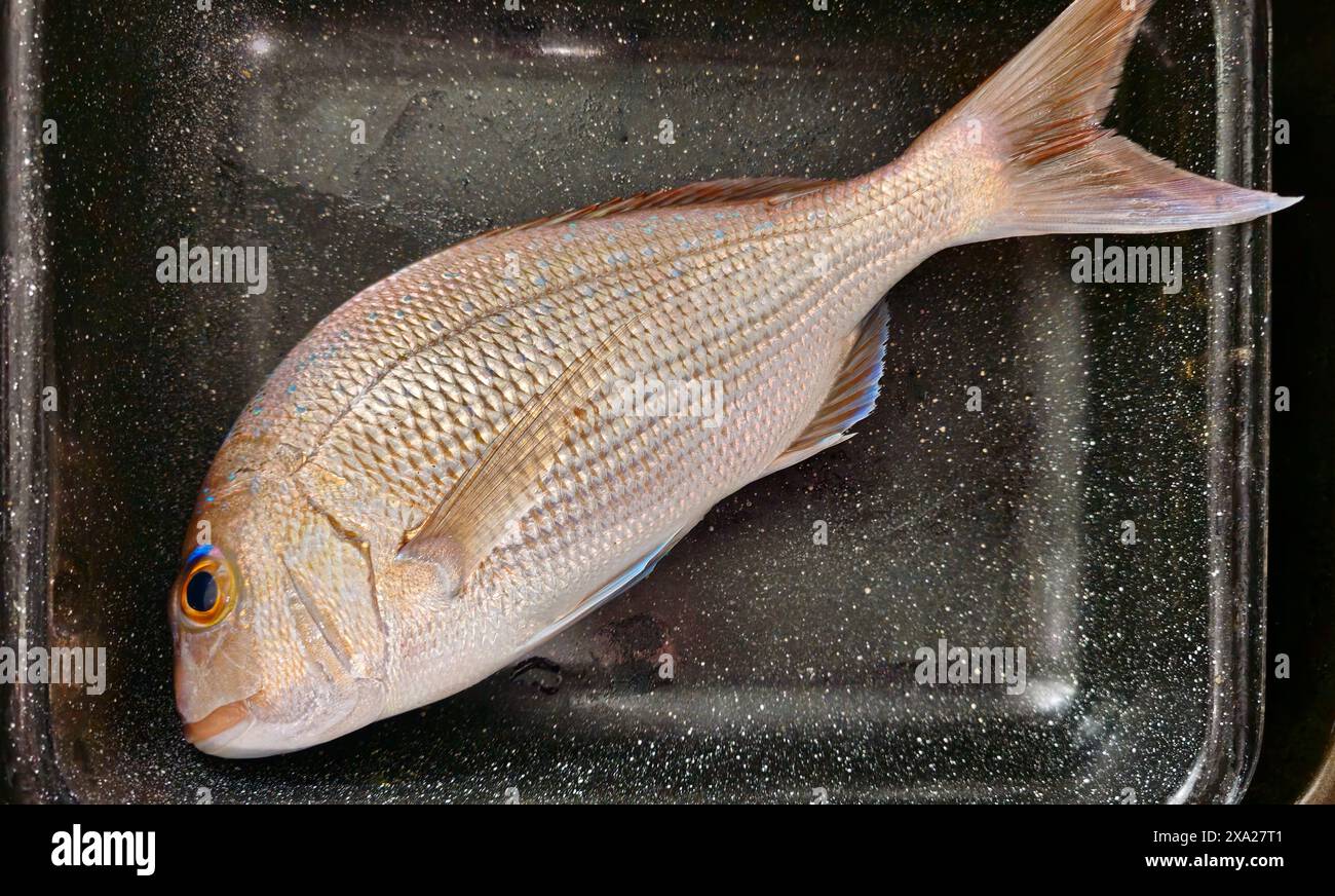 Porgy hi-res stock photography and images - Alamy