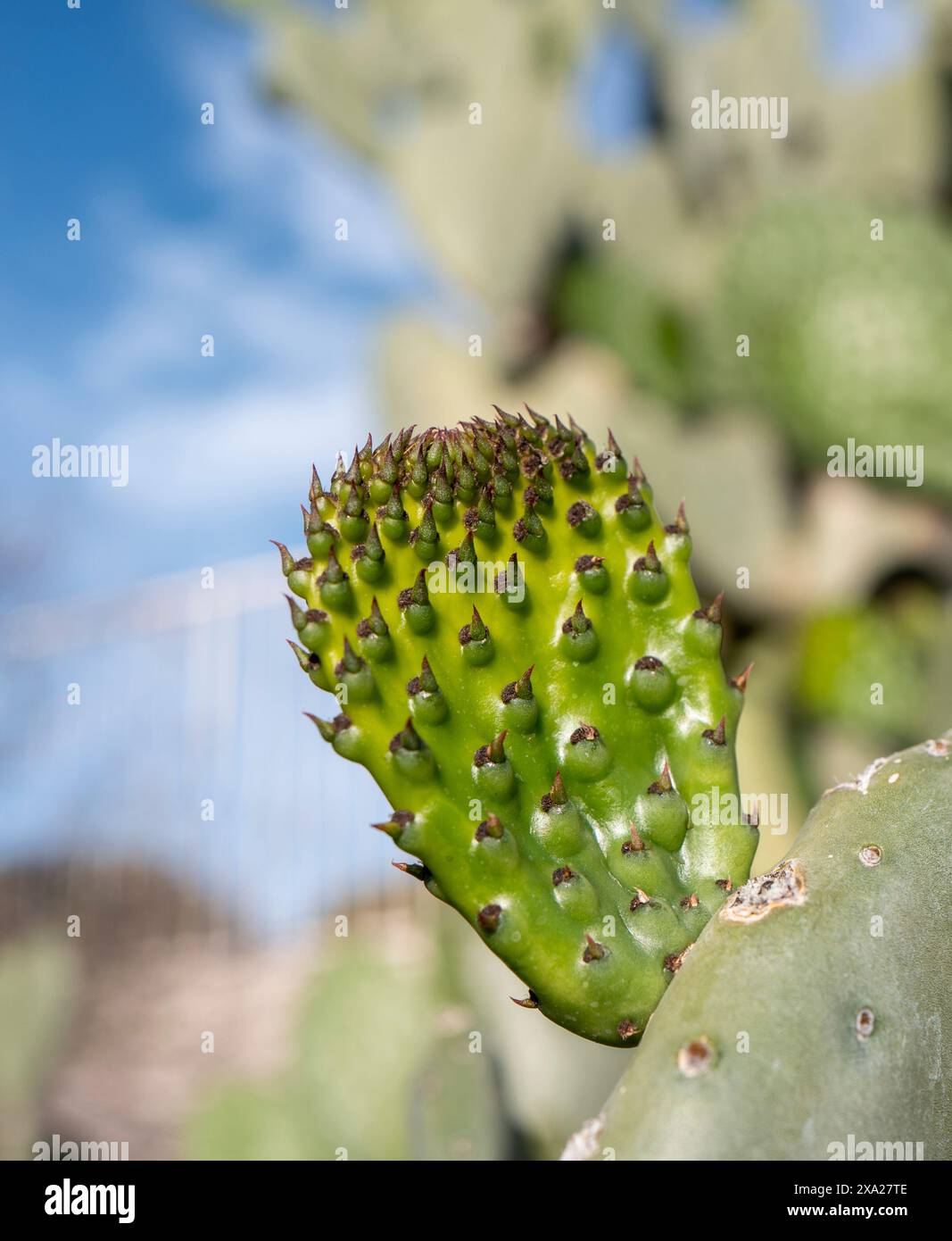 A fresh growth of paddle cactus in the Arizona desert Stock Photo - Alamy