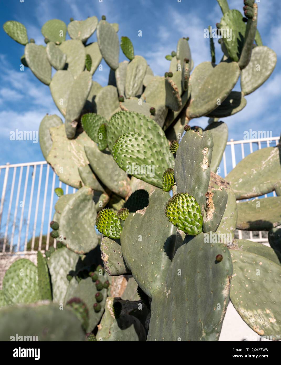 A fresh growth of paddle cactus in the Arizona desert Stock Photo - Alamy
