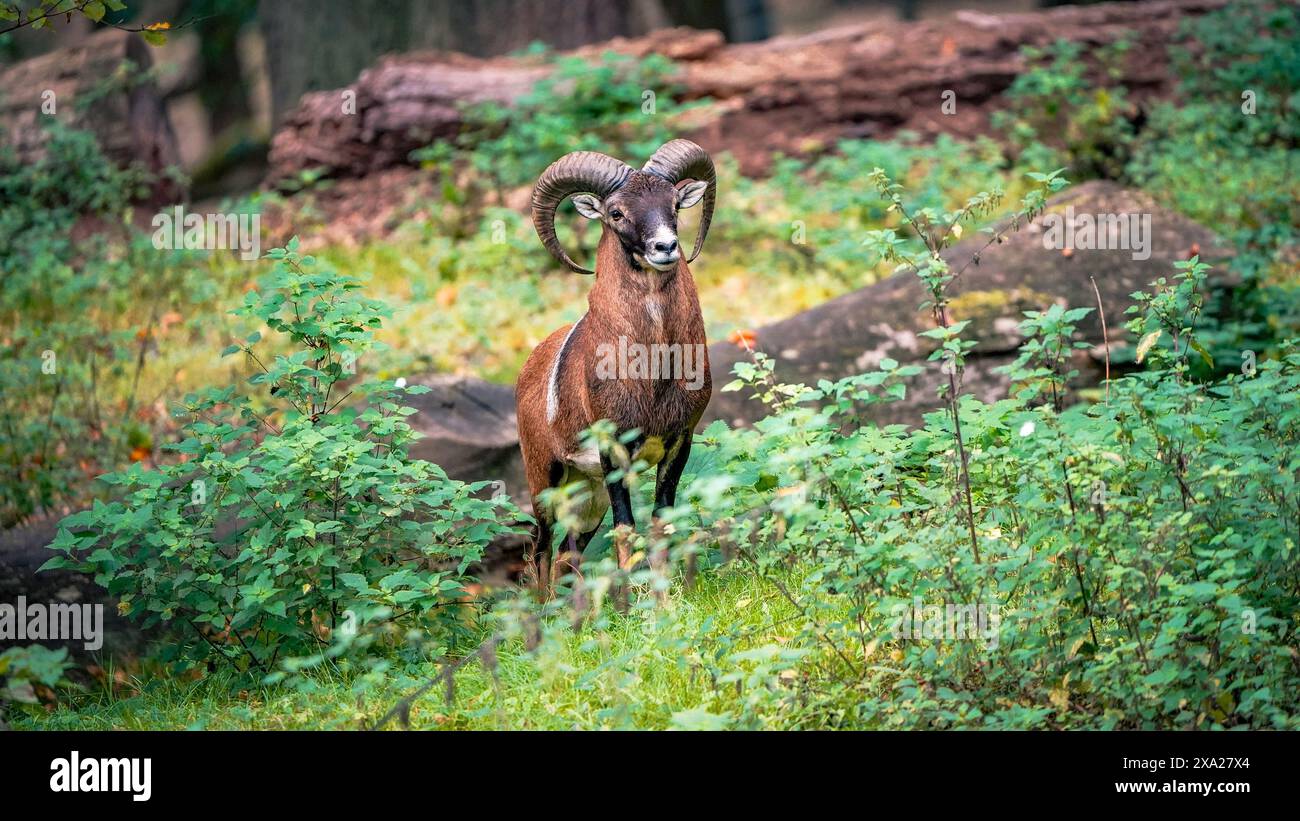 Mouflon large horns in hi-res stock photography and images - Alamy
