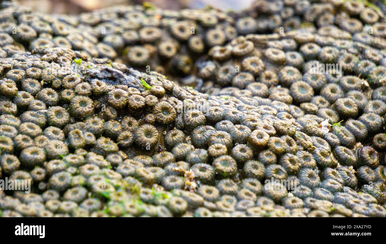 Zoanthus sp. Zoanthus is a genus of anthozoans in the family Zoanthidae ...
