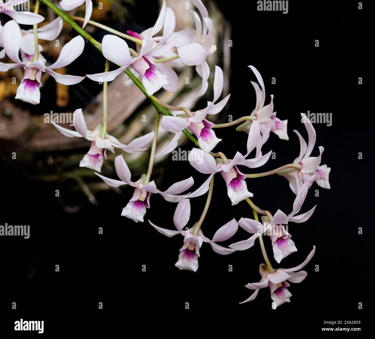 A Dendrobium anosmum in bloom against black background with vase in ...