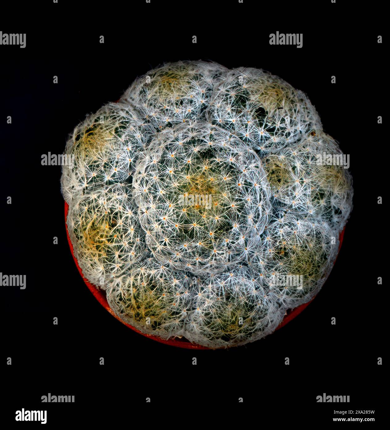 A Mammillaria microthele-cactus illuminated by sunlight on a black ...