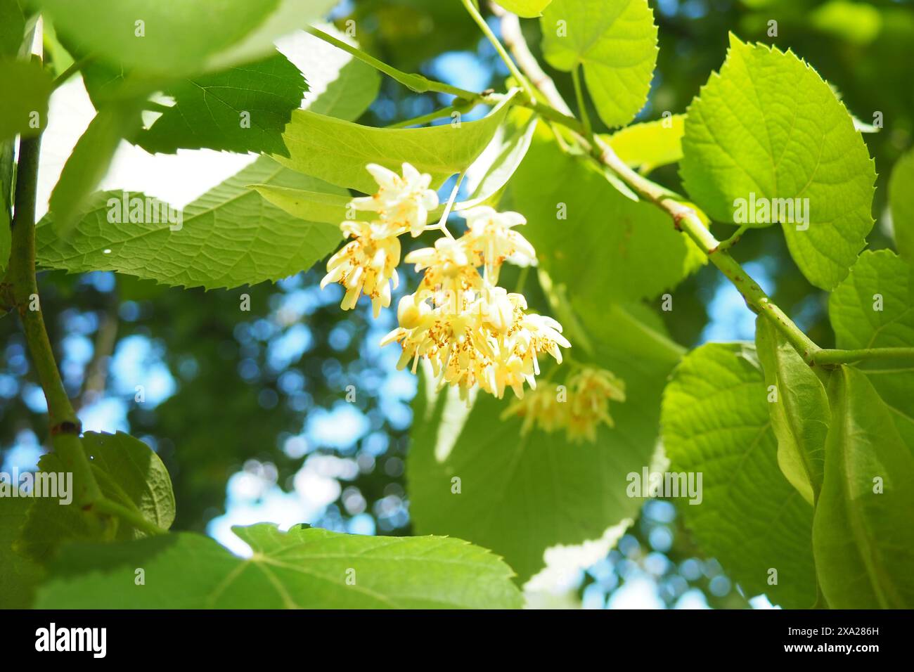 Tilia is genus of trees, bushes. Linden European species, basswood ...