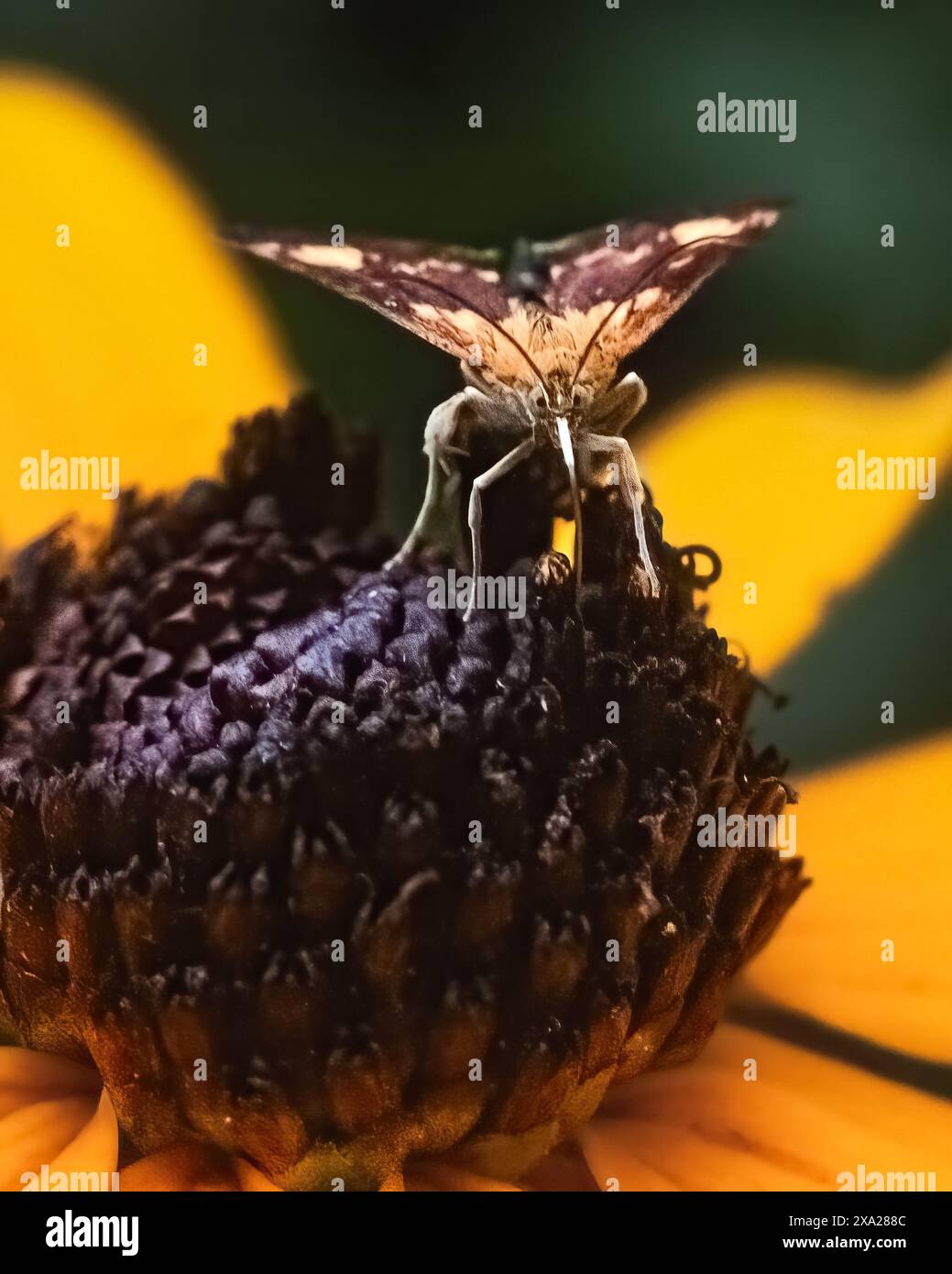 Pyraloid moth hi-res stock photography and images - Alamy