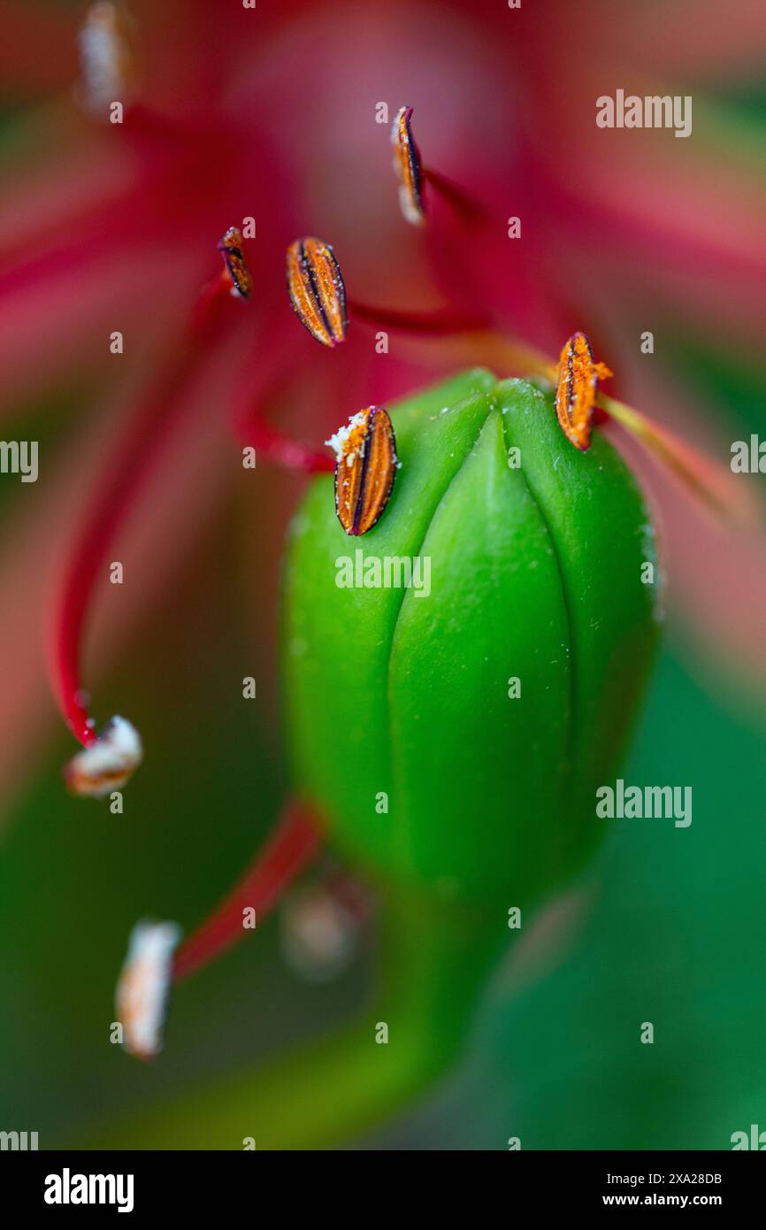 A close-up of green flower bud with small white and orange accents ...
