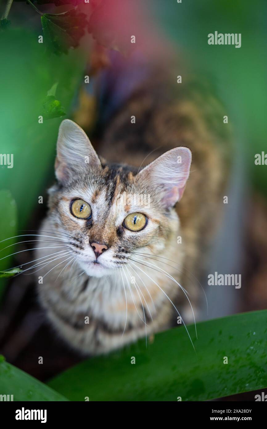 Focused cat hi-res stock photography and images - Alamy