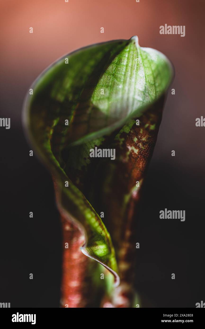 A close-up of a plant with a new leaf sprouting from its stem Stock ...