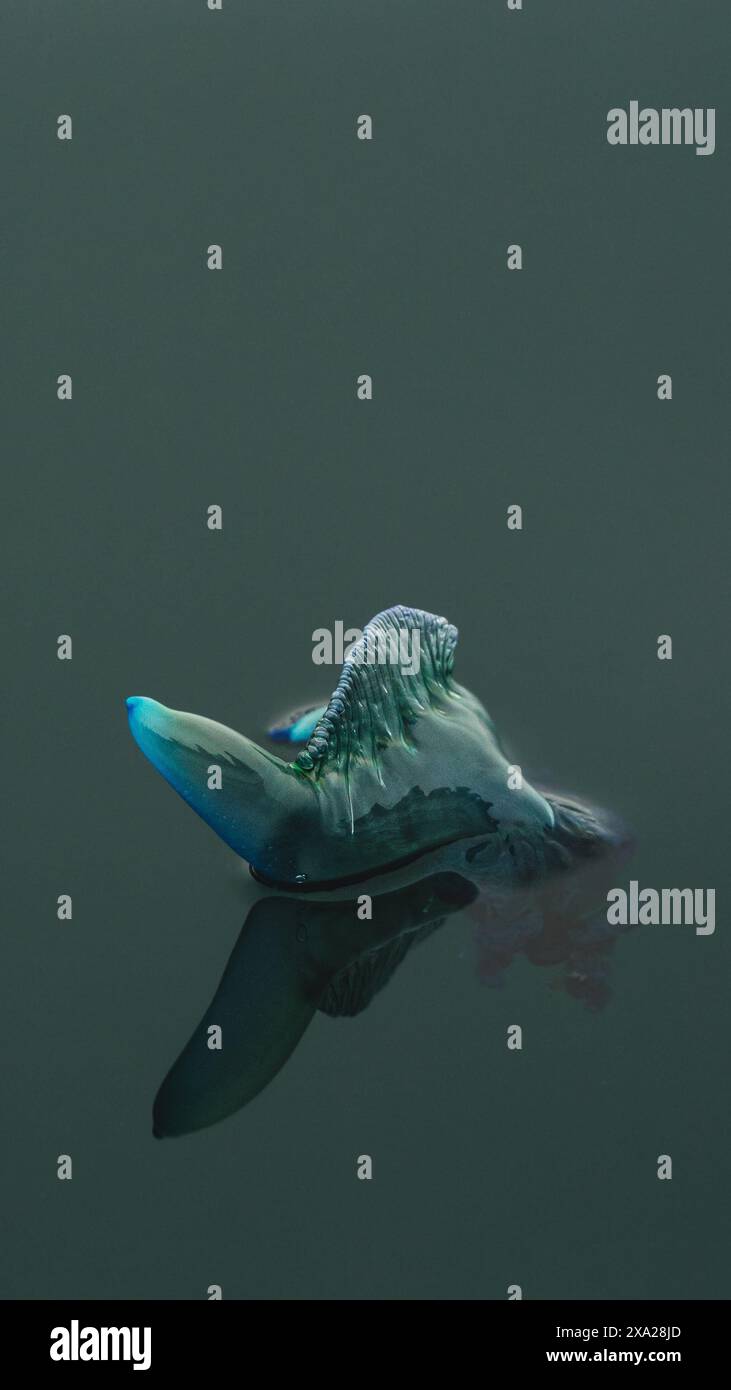 A Physalia floating gracefully in the sea Stock Photo - Alamy