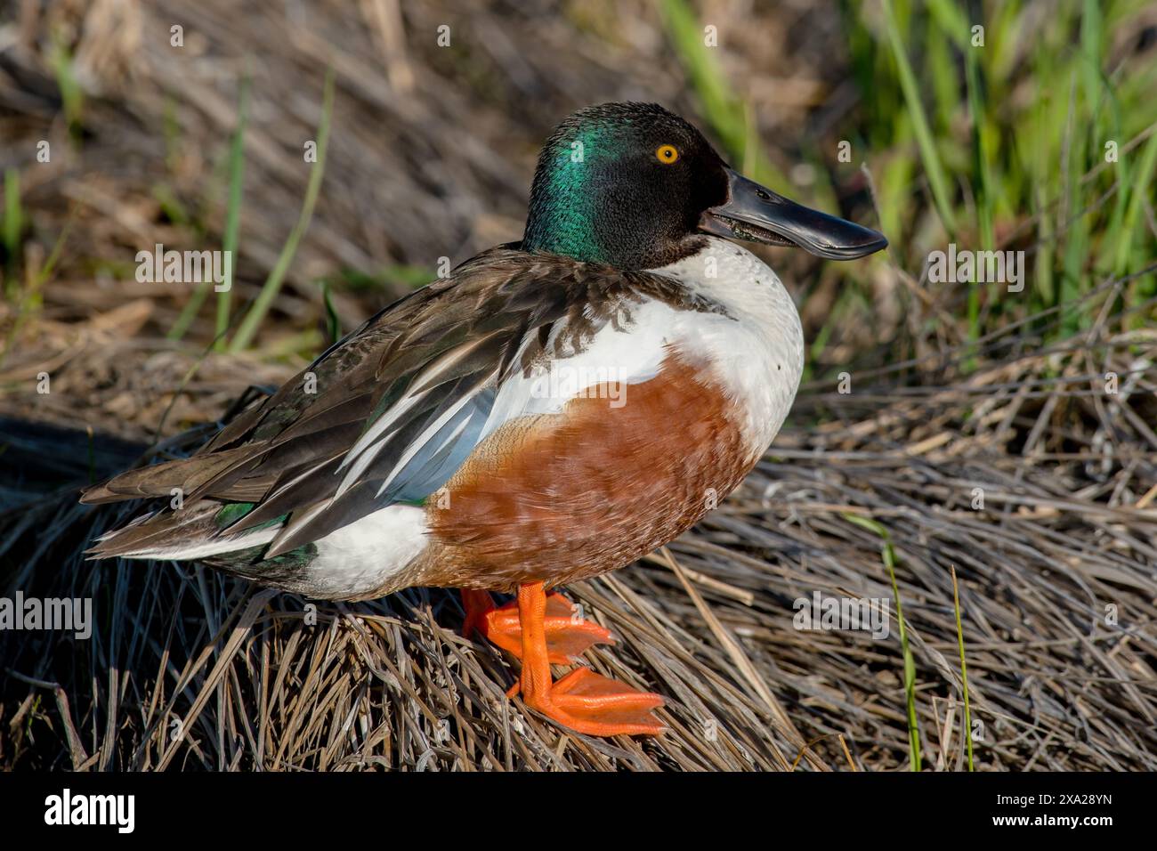 Northern Shoveler (Spatula clypeata Stock Photo - Alamy