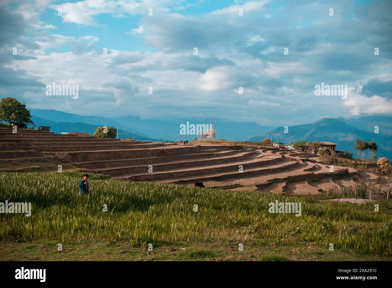 A Remote farm in Bhutan Paddy fields Stock Photo - Alamy