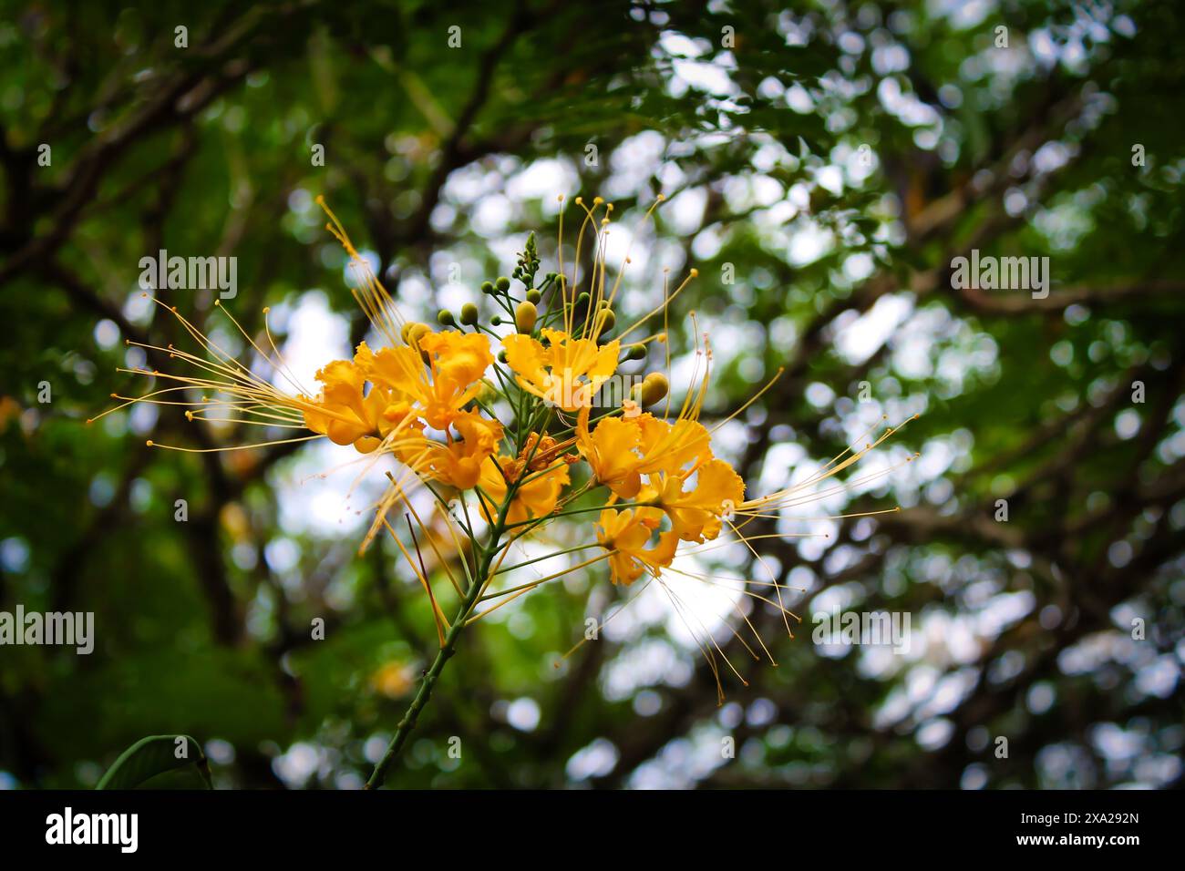 A close-up of yellow Ohai Alii (Peacock Flower) flowers with trees in ...