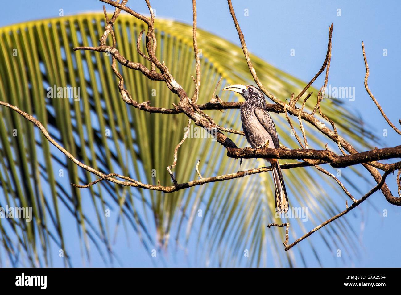 The Birds of India: Malabar Grey Hornbill in Kerala, India Stock Photo ...