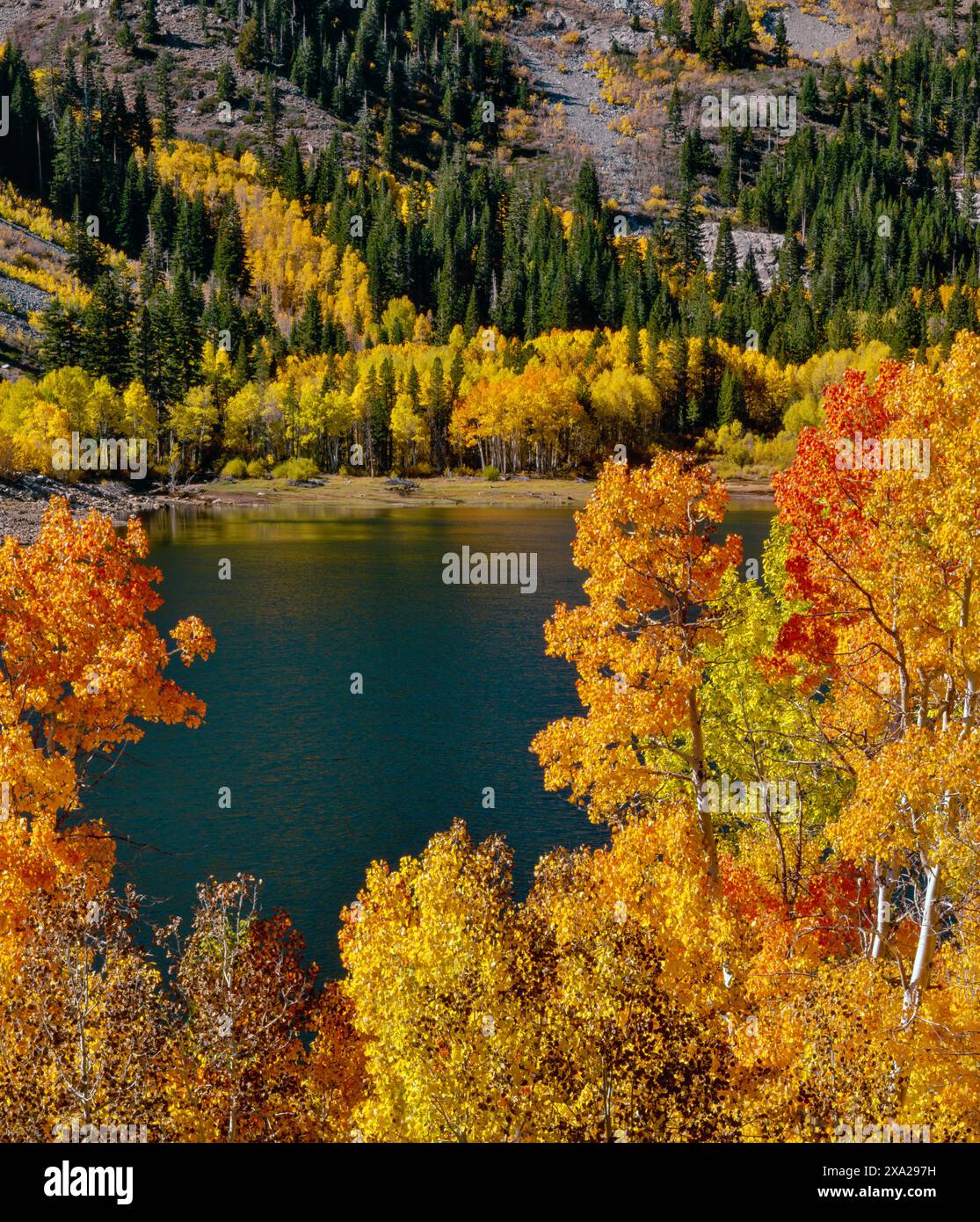 Aspen, Populus Tremula, Lundy Lake, Inyo National Forest, Eastern ...