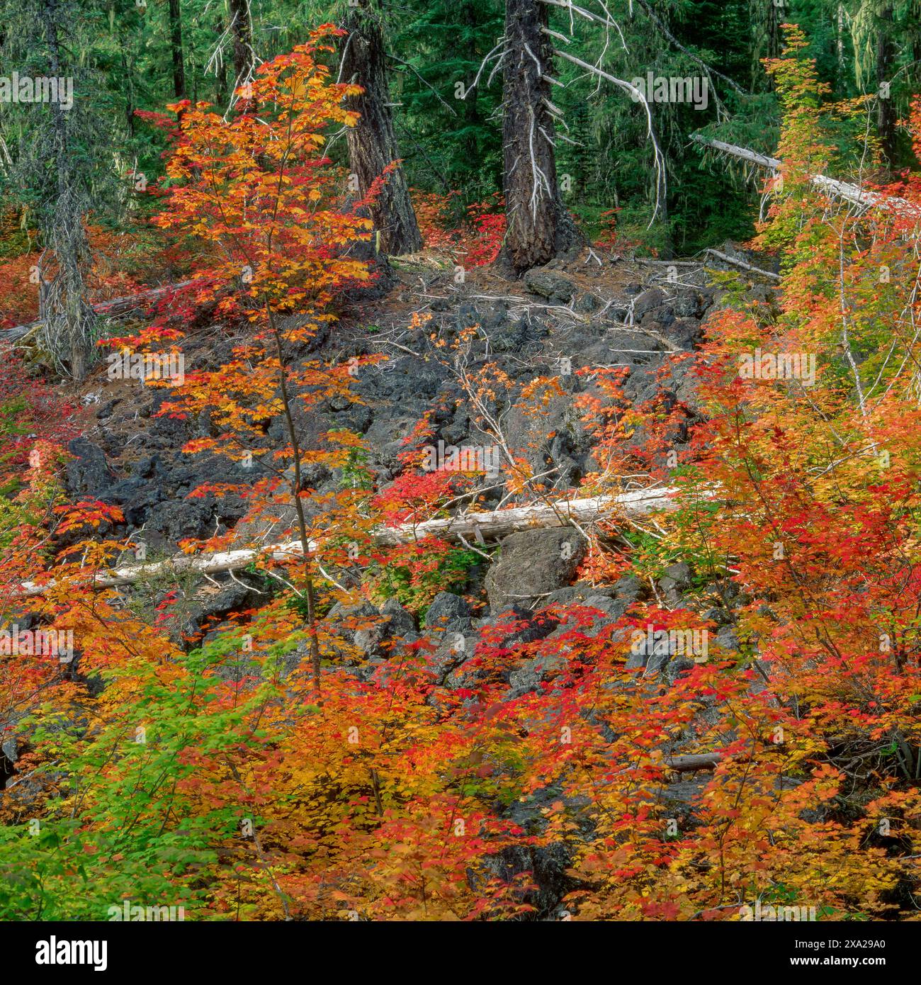 Three sisters wilderness hi-res stock photography and images - Alamy