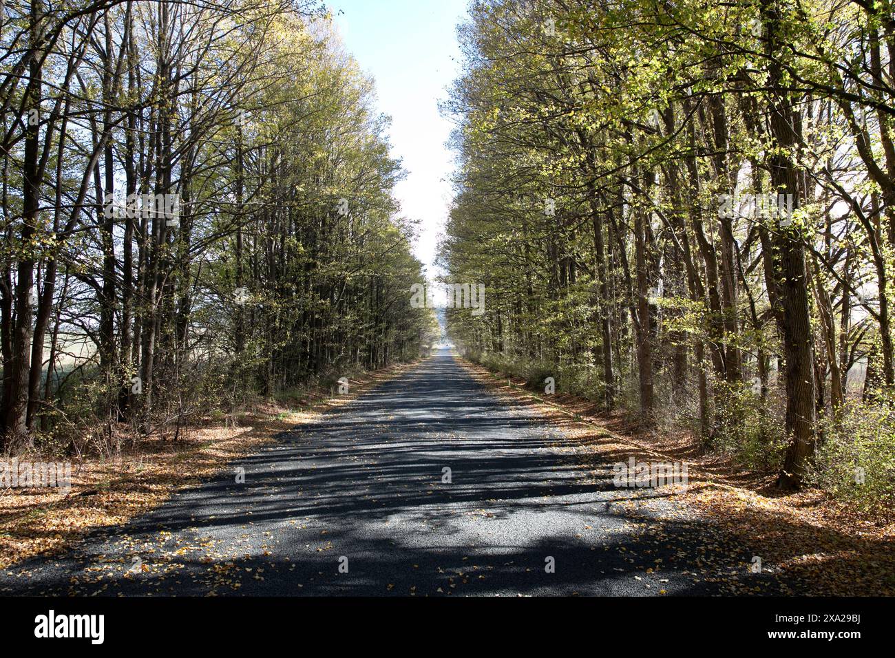 Australia, Oxley Wild rivers national park, tree lined road trail with ...