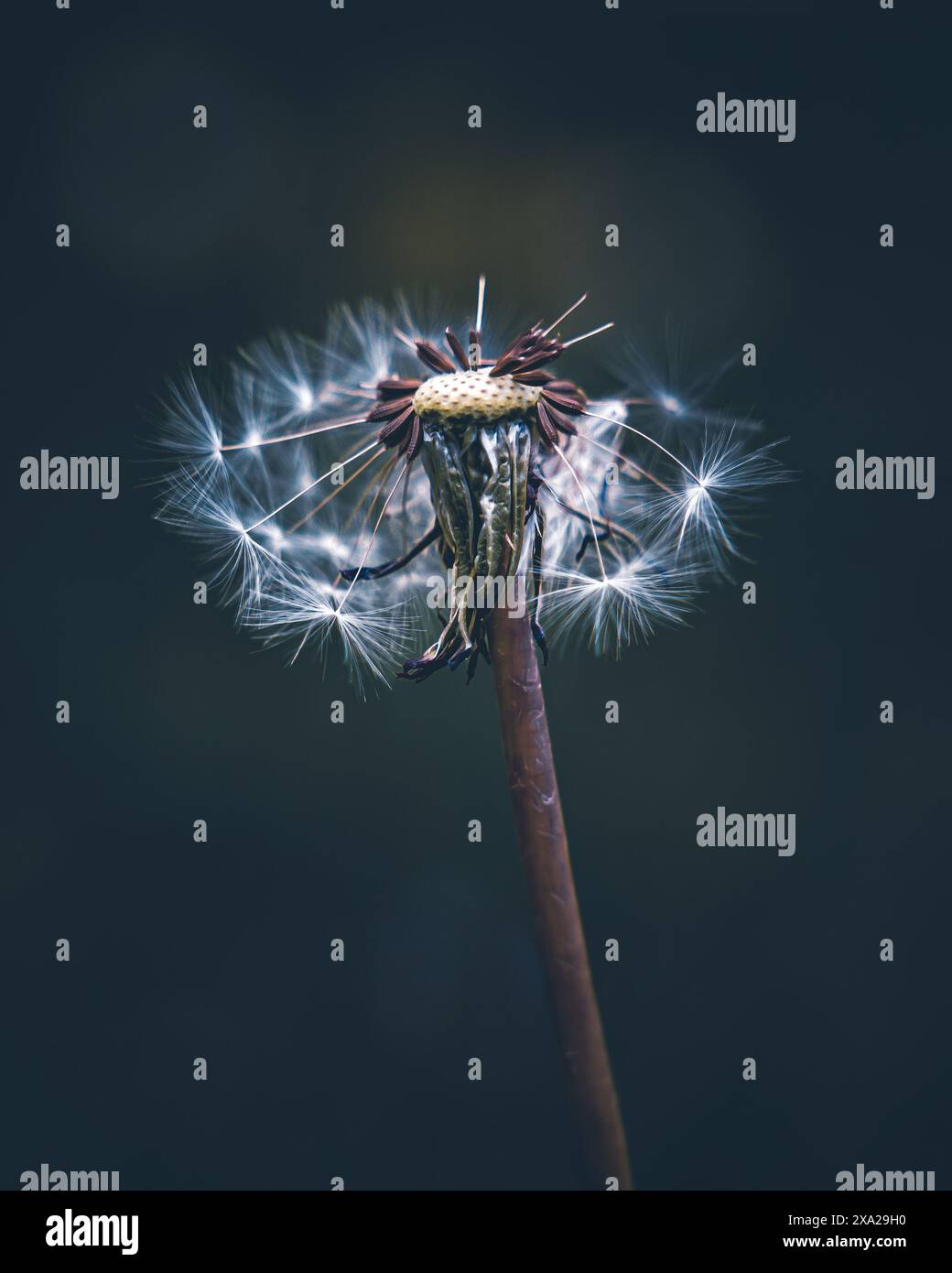 Wind blown pollen hi-res stock photography and images - Alamy