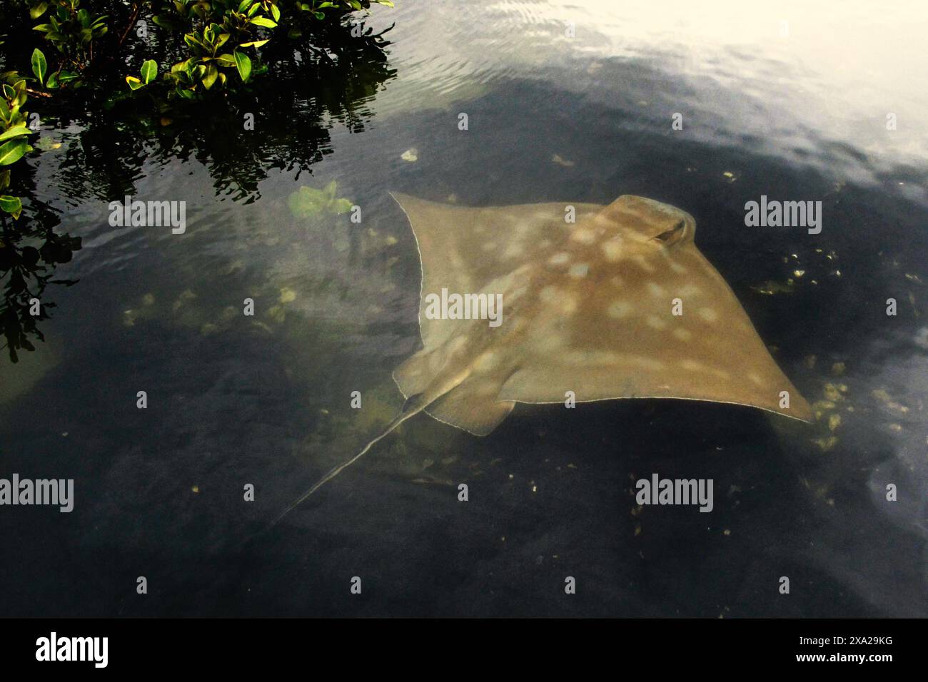An Eagle Ray swimming over black rocks and alongside mangroves trees in ...