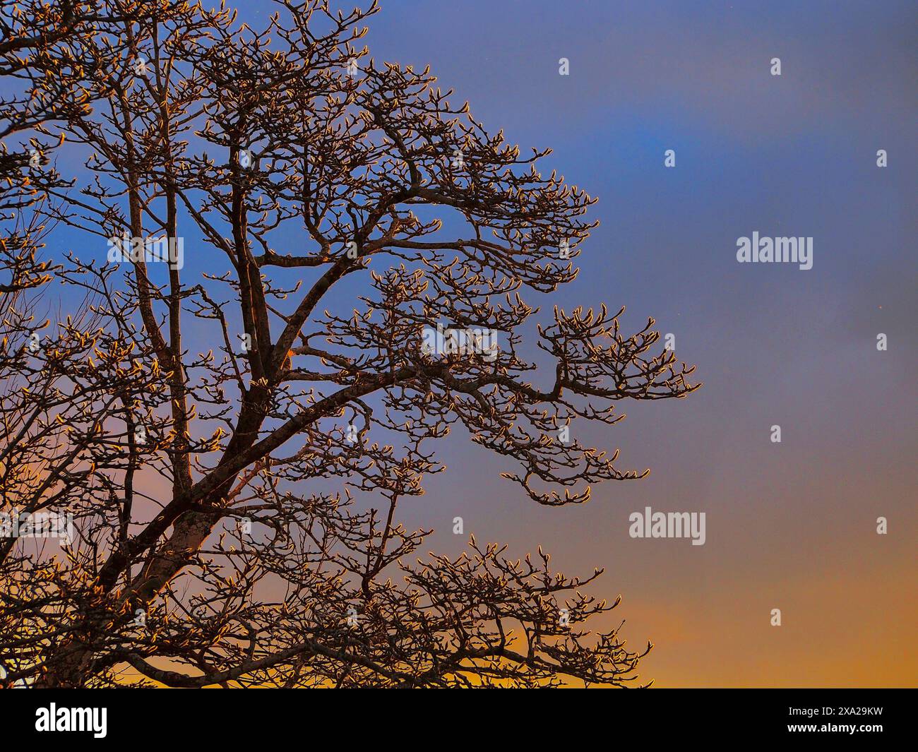 Tree trunk magnolia hi-res stock photography and images - Alamy