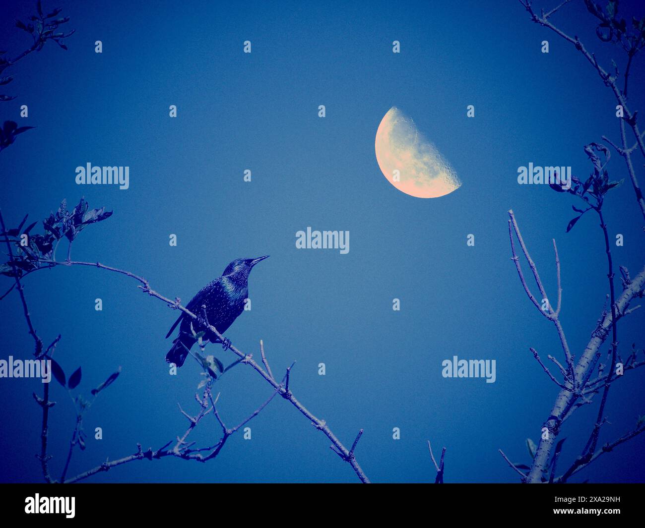 Starling night flight moon hi-res stock photography and images - Alamy