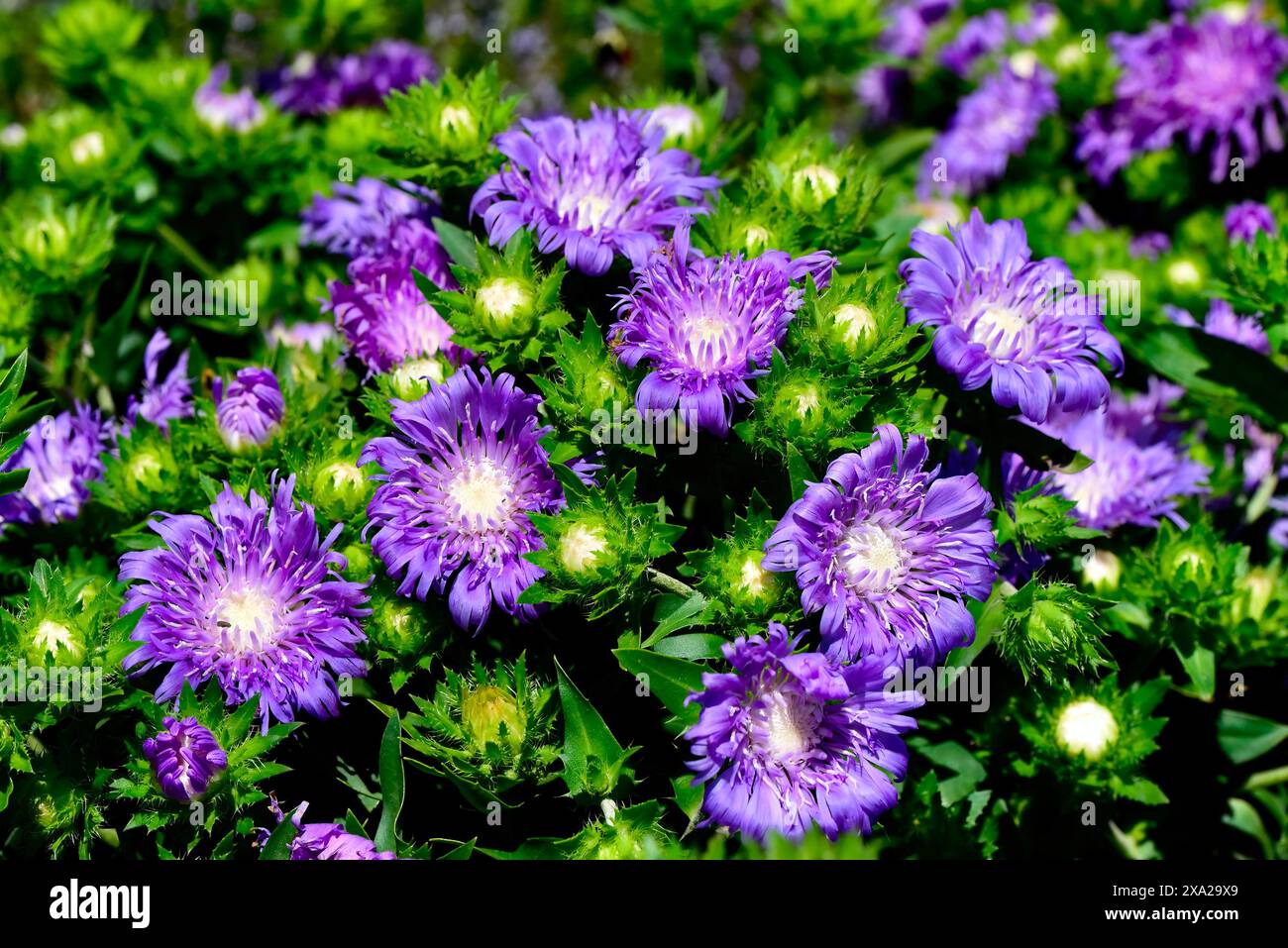 Purple and white Stokesias in close proximity in the image Stock Photo ...