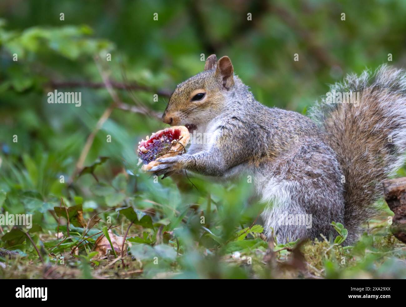 A squirrel nibbling on a snack on a tree branch Stock Photo - Alamy