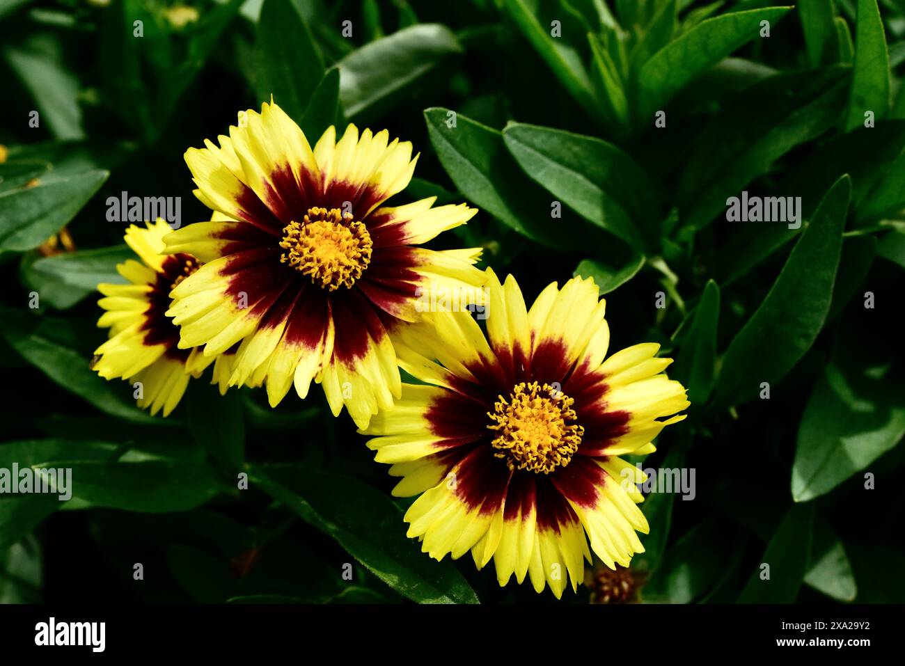 The Coreopsis 'UpTick Yellow and Red' on vibrant green leaves Stock ...