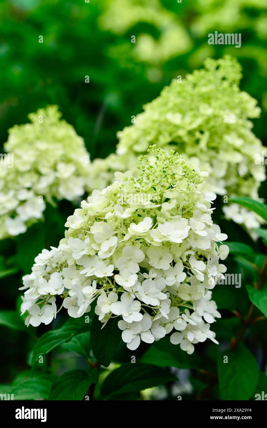 The Panicle Hydrangea on grass near water Stock Photo - Alamy