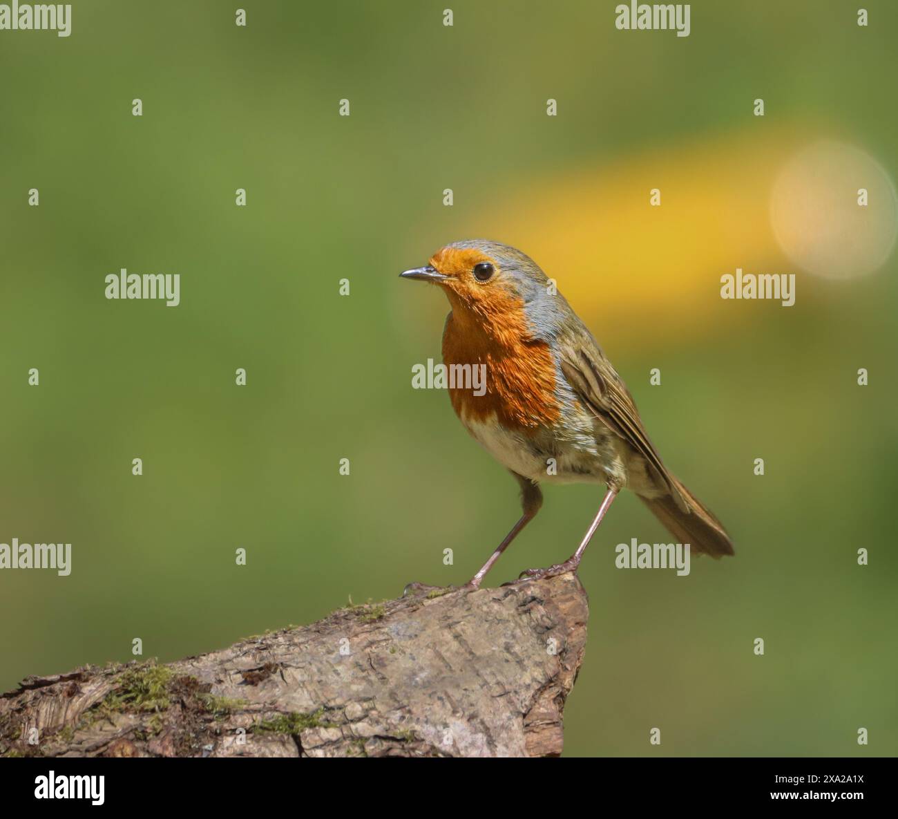 A tiny red bird perched on a tree stump Stock Photo - Alamy
