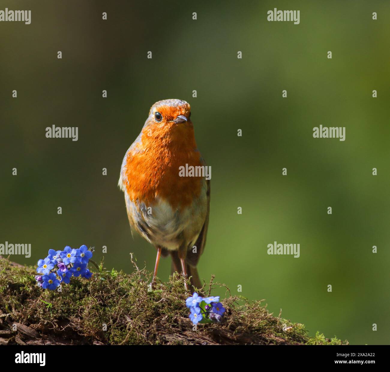 Small robin on mossy branch with blue flowers in front Stock Photo - Alamy