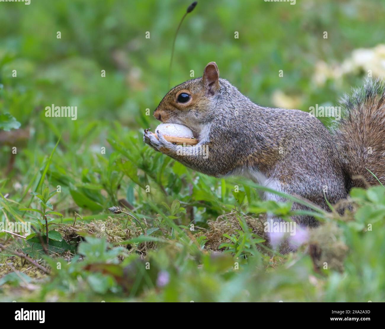 A squirrel in field next to flowers, eating and standing in grass Stock ...