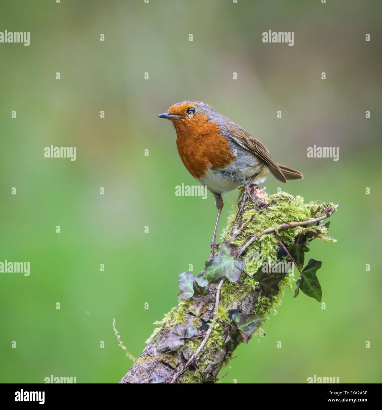 A robin perched on a moss-covered tree branch Stock Photo - Alamy