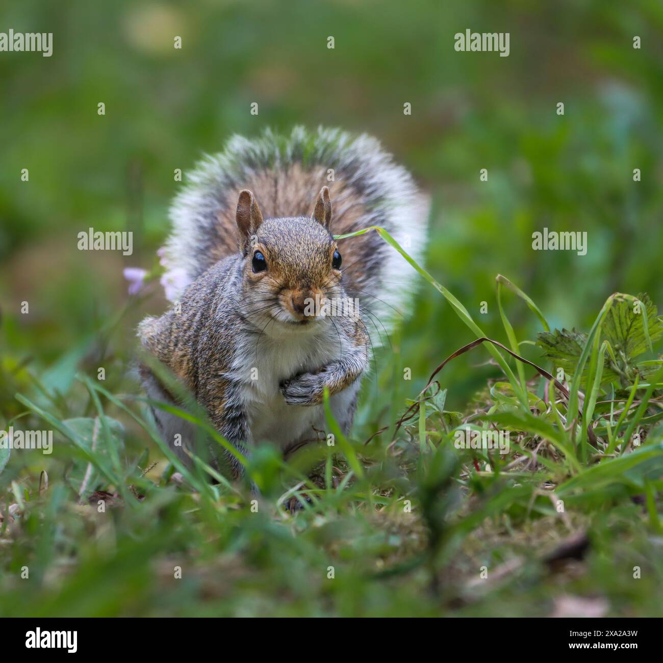 Squirrel sitting on grass hi-res stock photography and images - Alamy