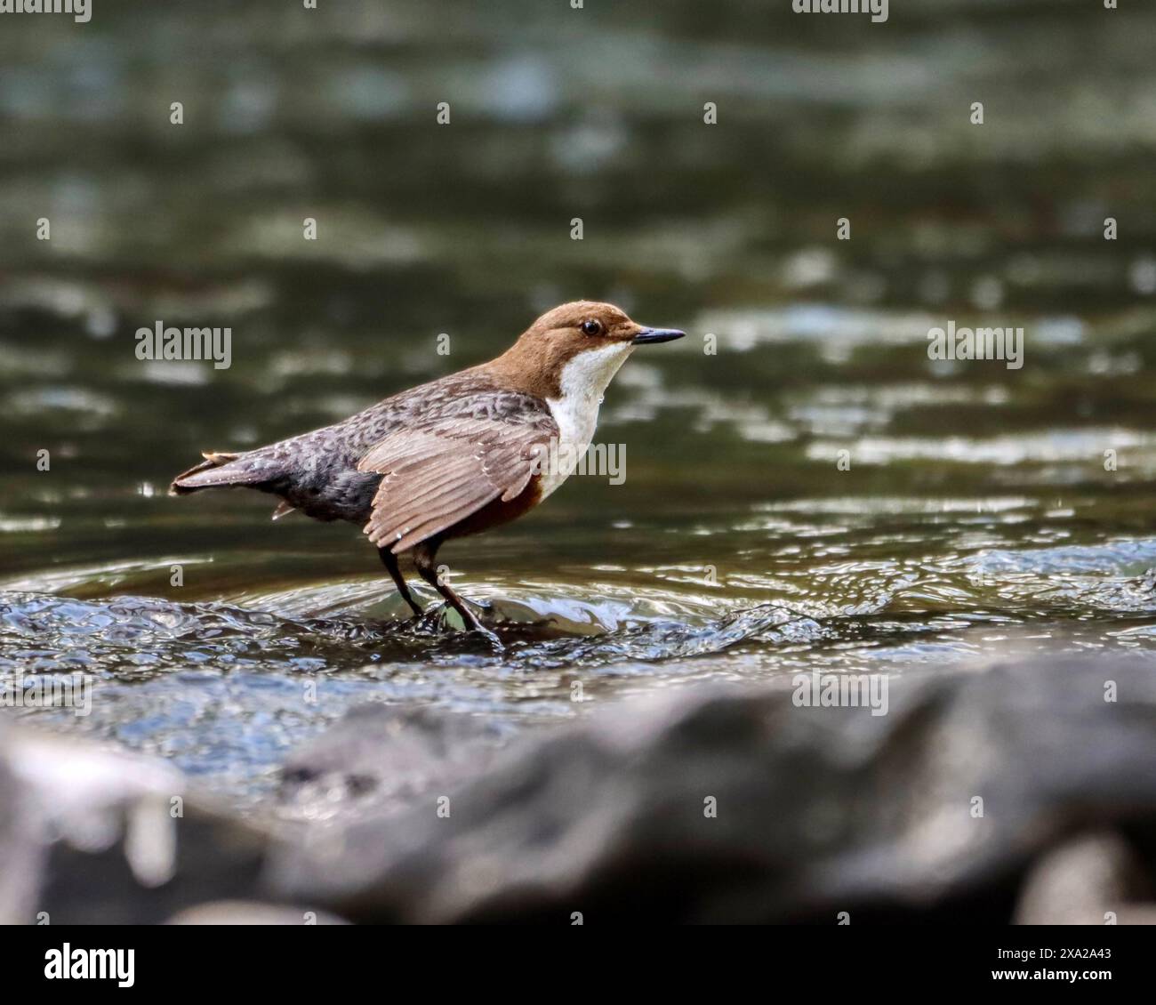 Small dipper perched on rocky shore by water Stock Photo - Alamy