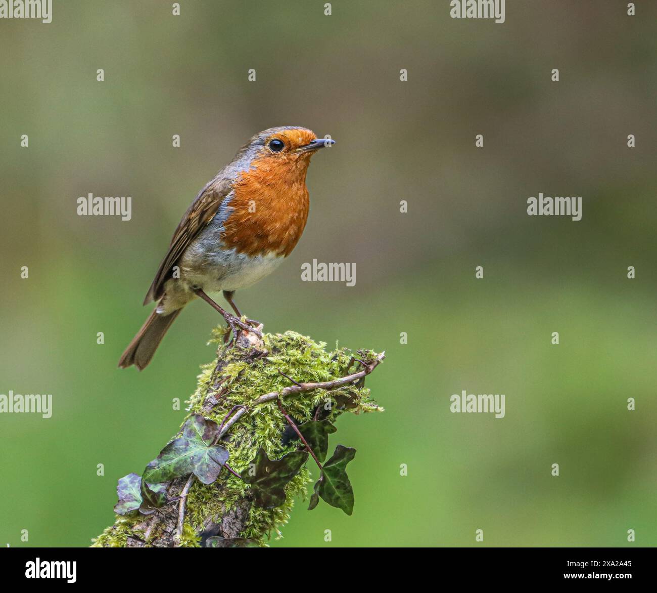 A tiny robin sits atop a moss-covered branch Stock Photo - Alamy