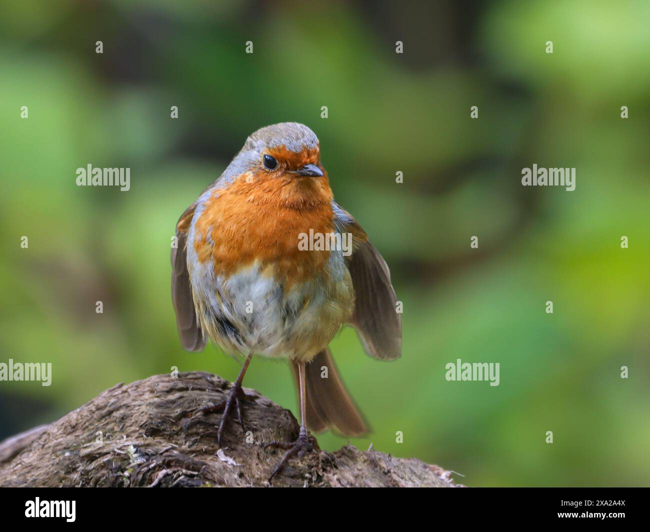 A tiny robin with a dark face perched on a tree branch Stock Photo - Alamy