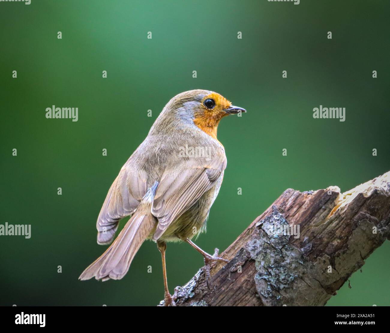 A tiny yellow robin sitting on a tree branch Stock Photo - Alamy